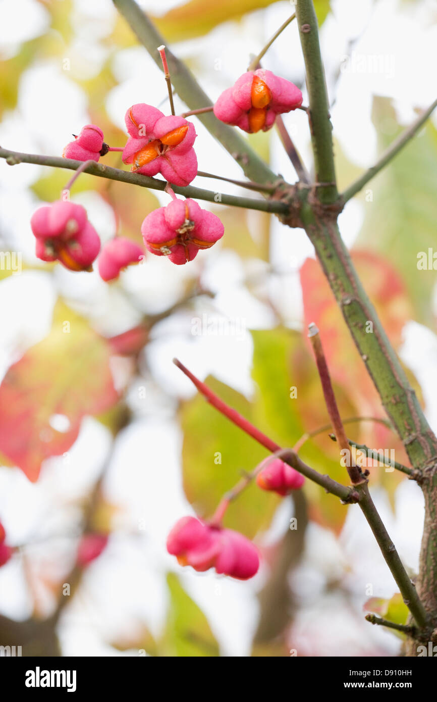 Spindle image hi-res stock photography and images - Alamy