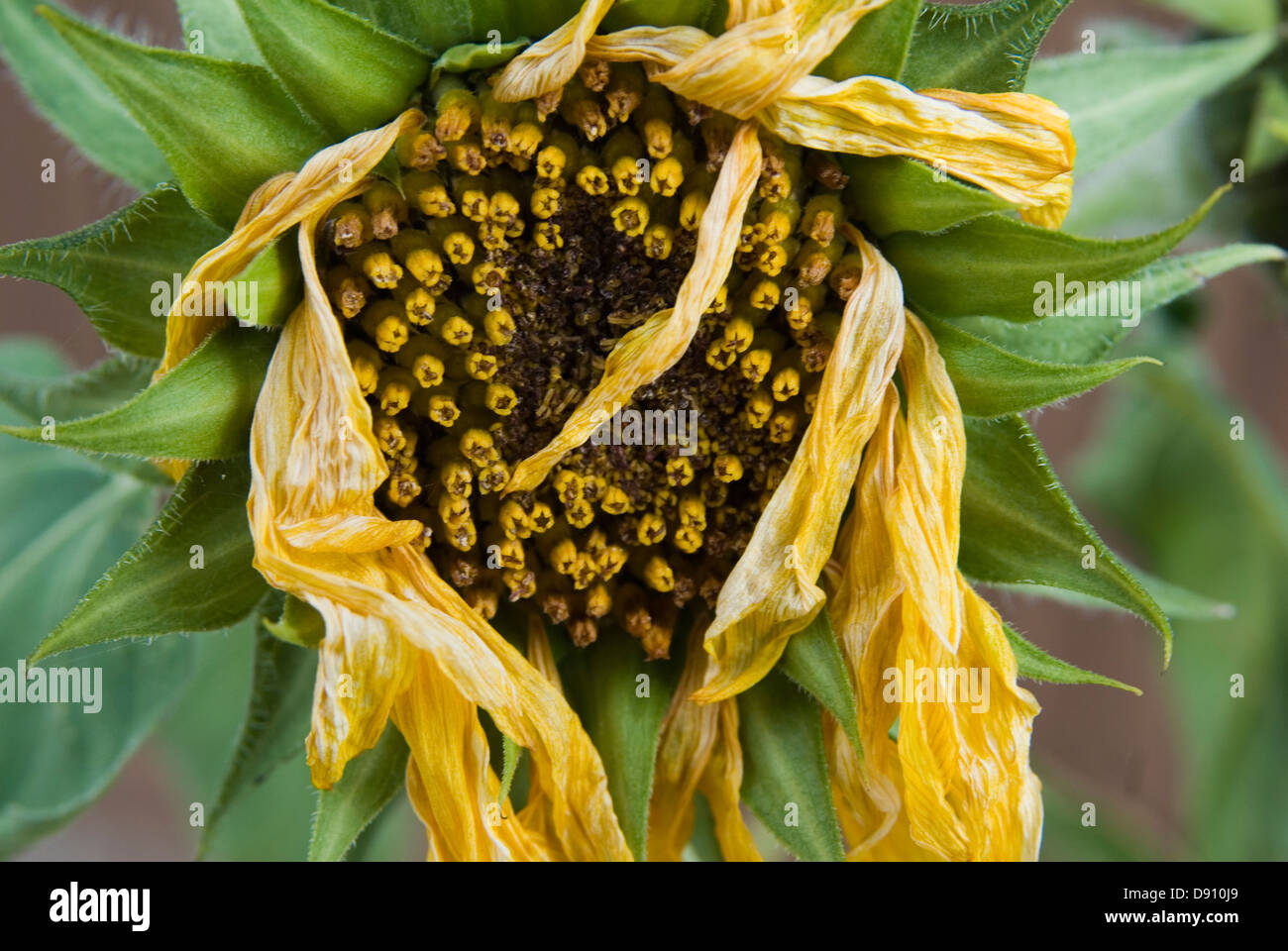A faded sunflower Stock Photo - Alamy