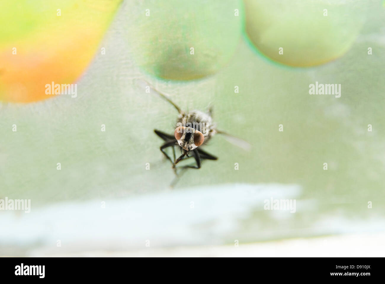 A fly, close-up Stock Photo - Alamy