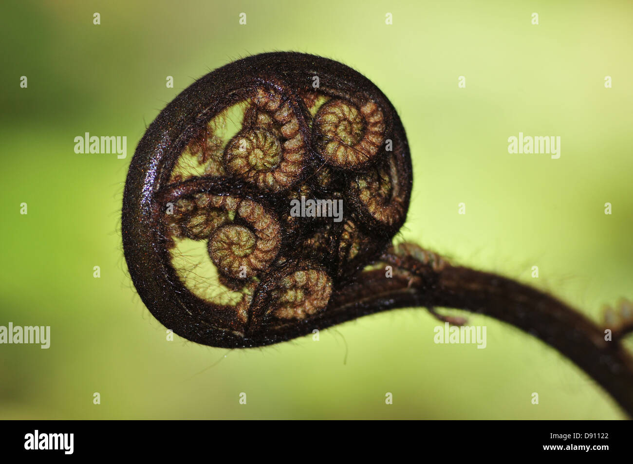 New zealand silver fern symbolic hi-res stock photography and images ...