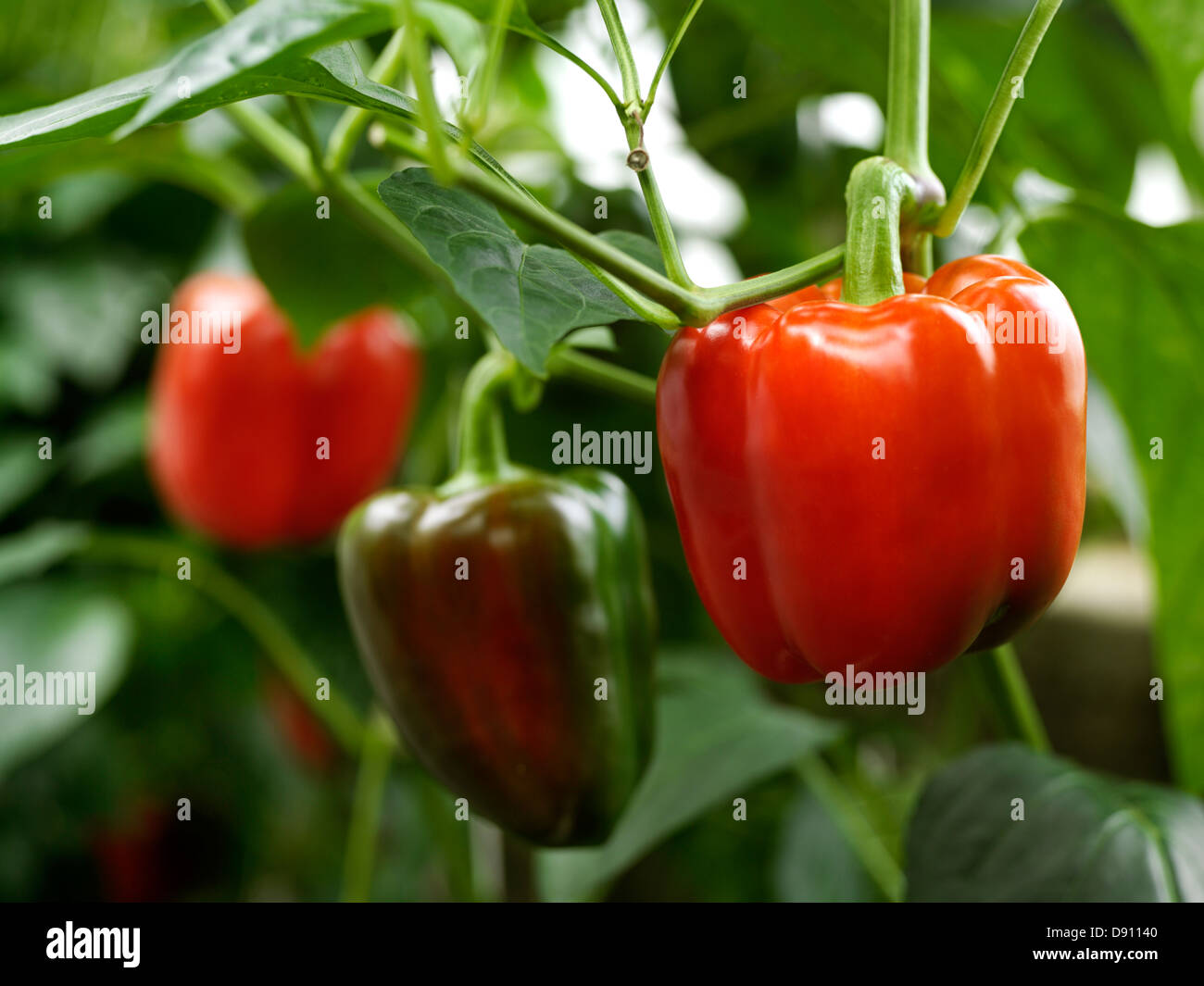 Red pepper, Sweden Stock Photo - Alamy