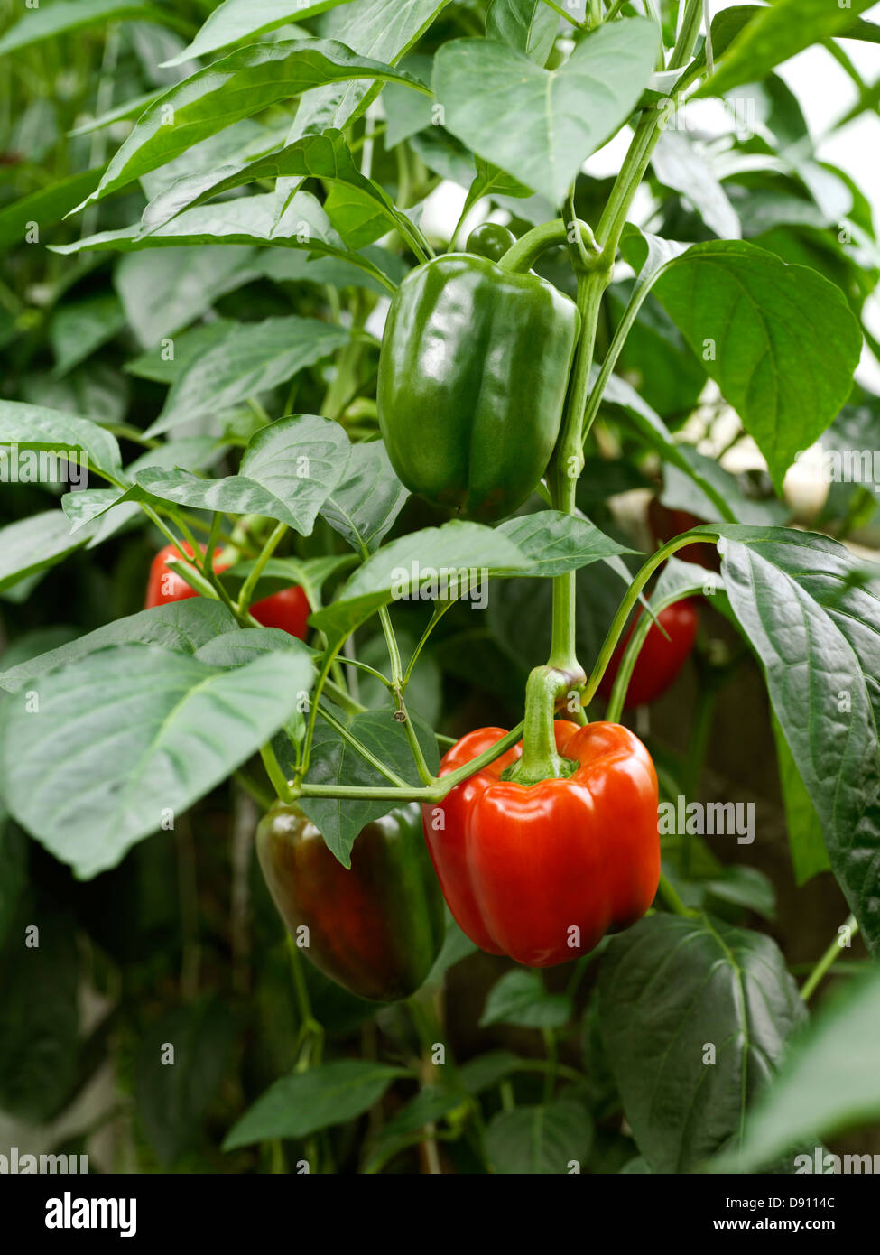 Red pepper, Sweden Stock Photo - Alamy