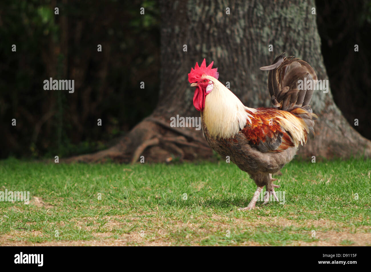 Colourful rooster on a walk Stock Photo - Alamy