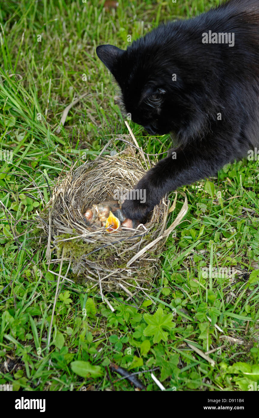 A cat by a bird''s nest Stock Photo - Alamy