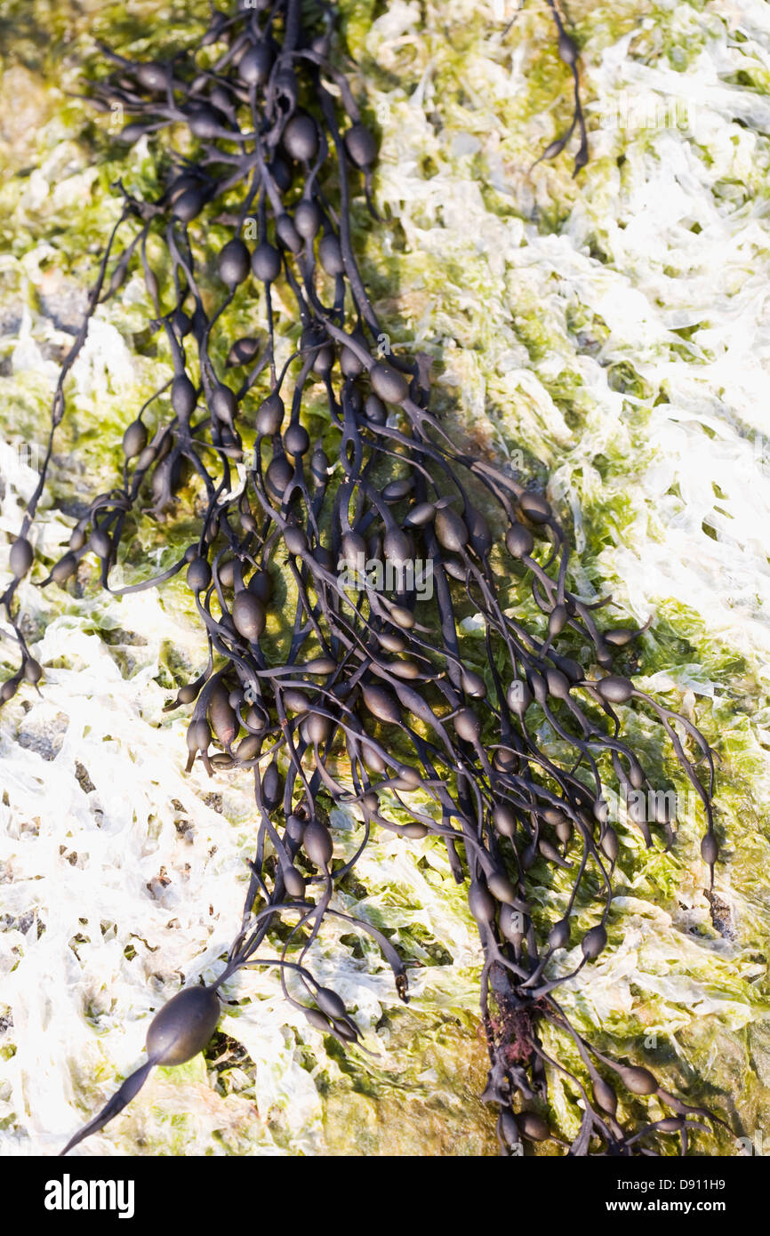 Seaweed detail britain hi-res stock photography and images - Alamy