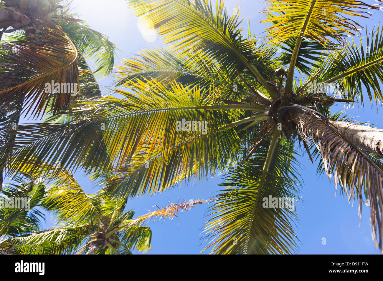 Low angle view of palm trees Stock Photo - Alamy