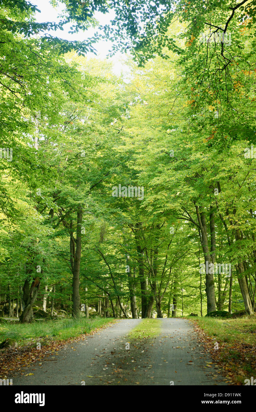 Path through forest Stock Photo - Alamy