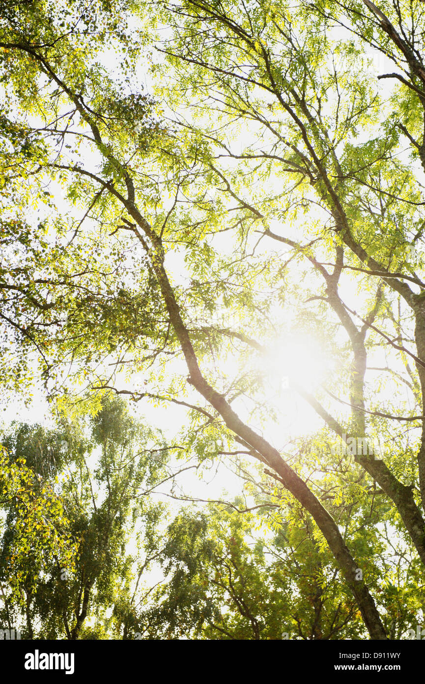 Tree with low branches hi-res stock photography and images - Alamy