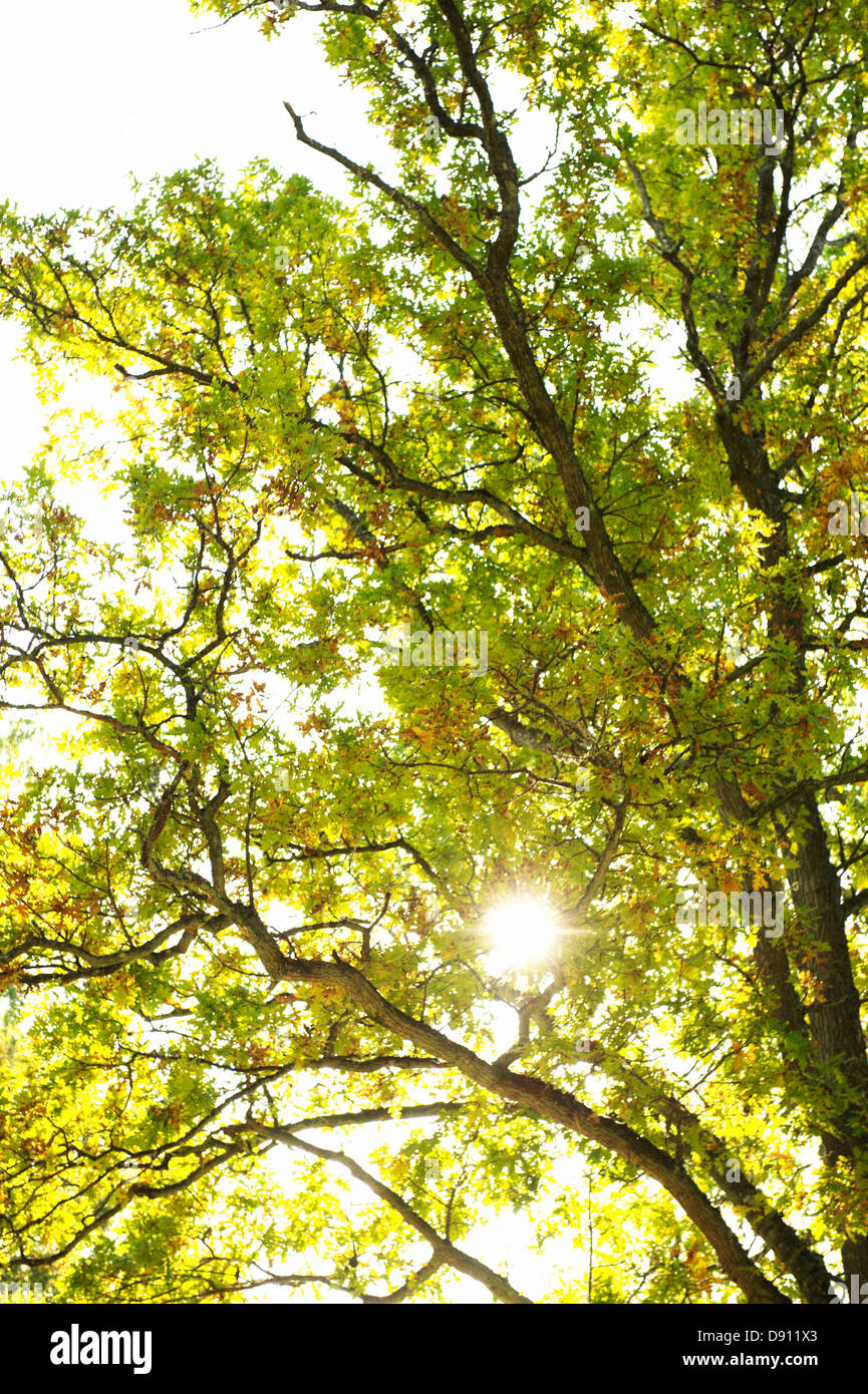 Low angle view of tree branches Stock Photo - Alamy