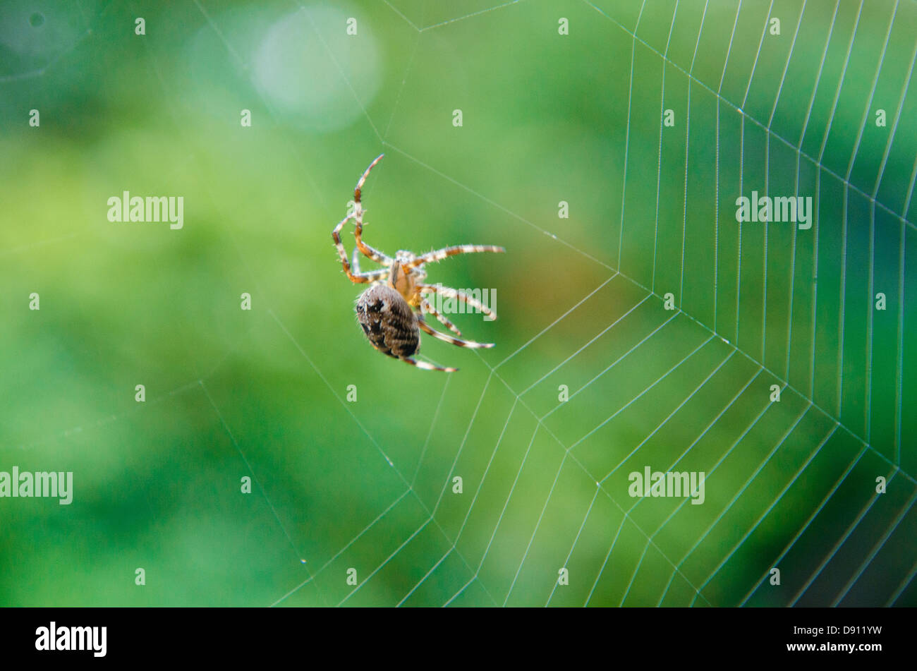 Orb-Web Garden spider at work Stock Photo - Alamy