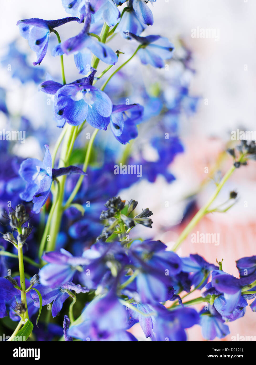 A blue flower, Sweden Stock Photo - Alamy