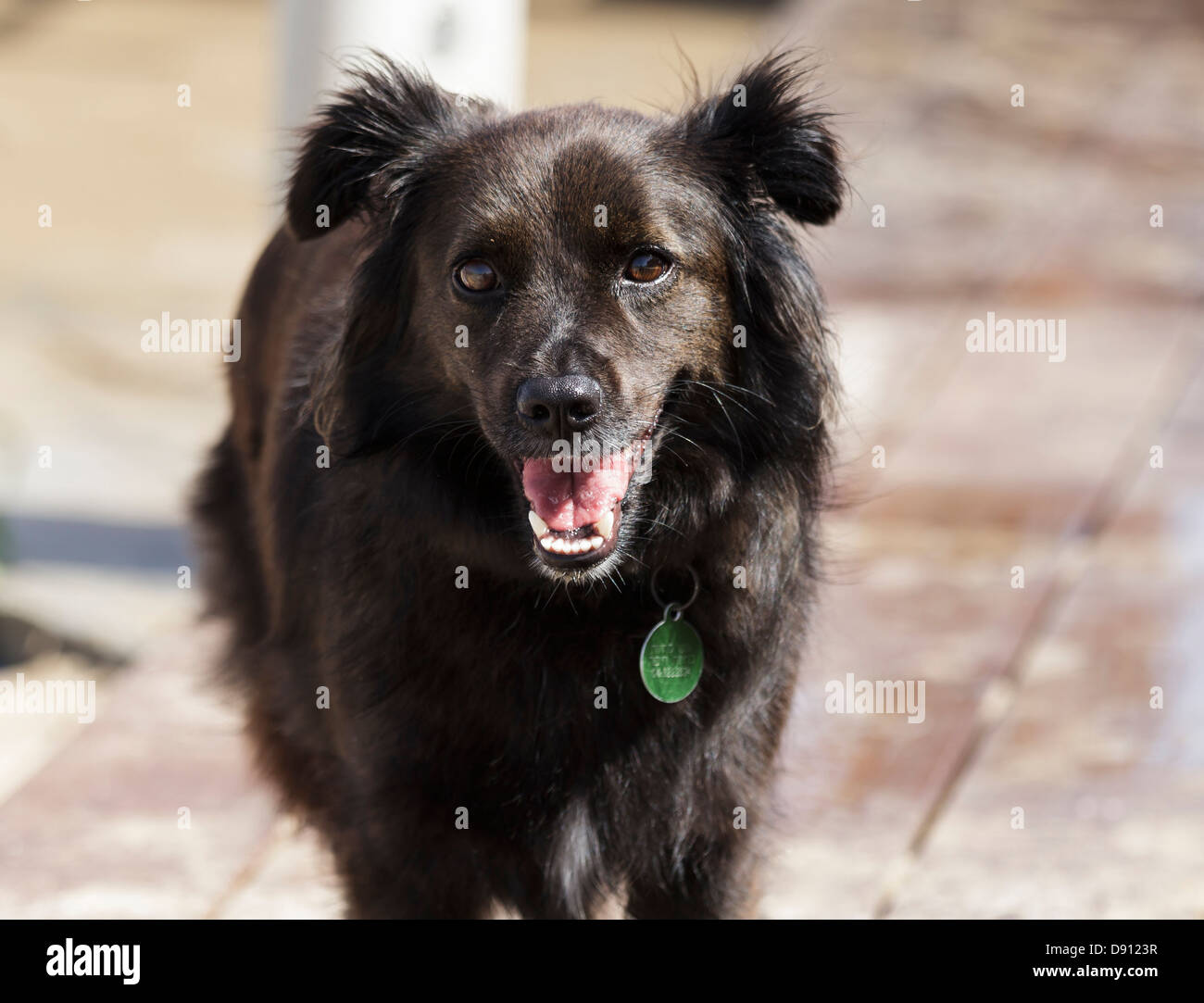 Portrait of a dog with a smile Stock Photo - Alamy