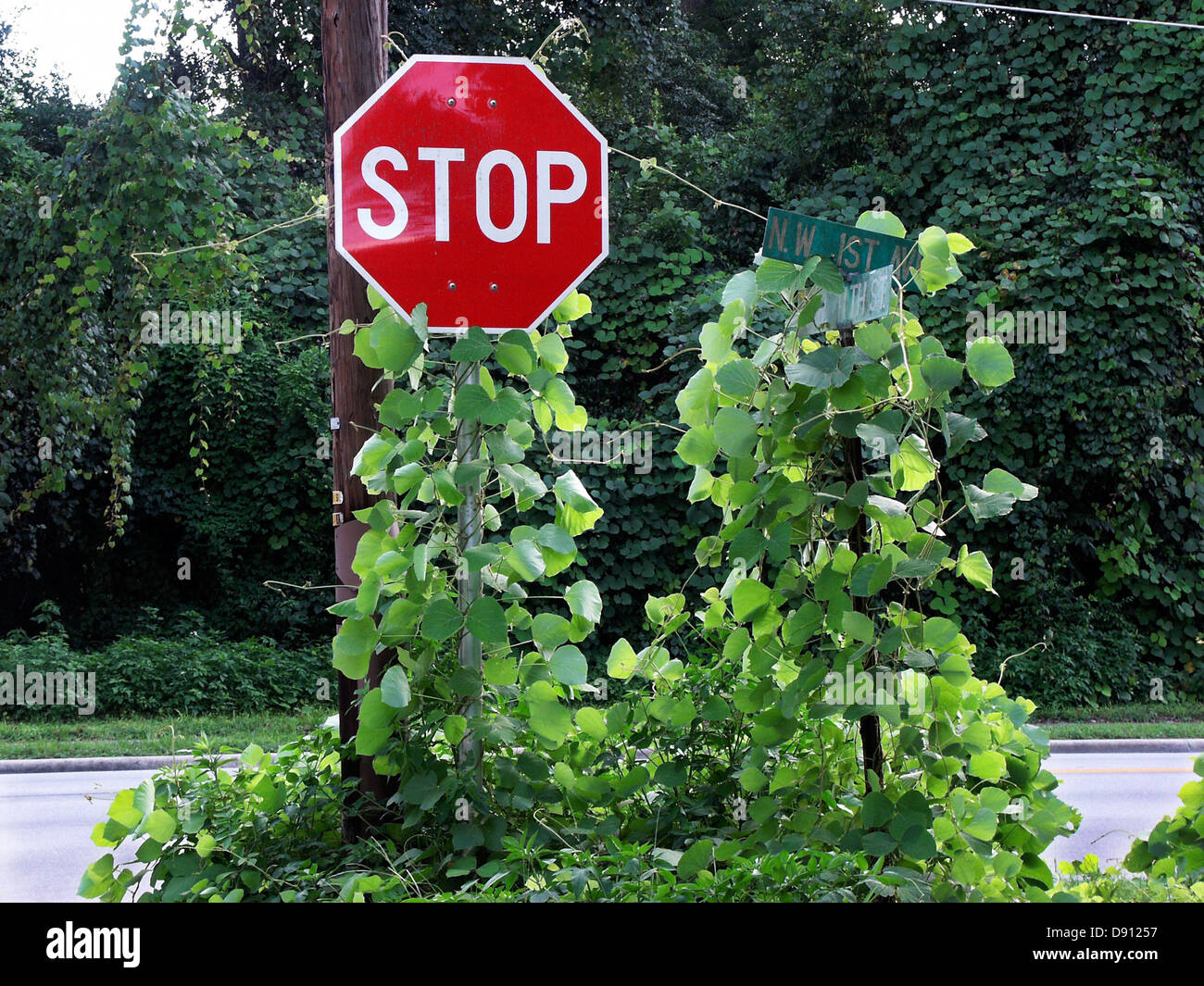 Invasive Kudzu vine entwines a stop sign and adjacent street sign in ...