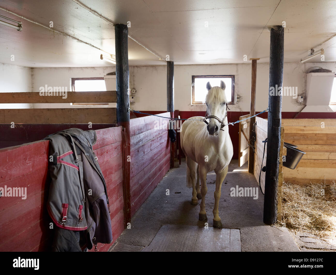 Horse in stable Stock Photo - Alamy