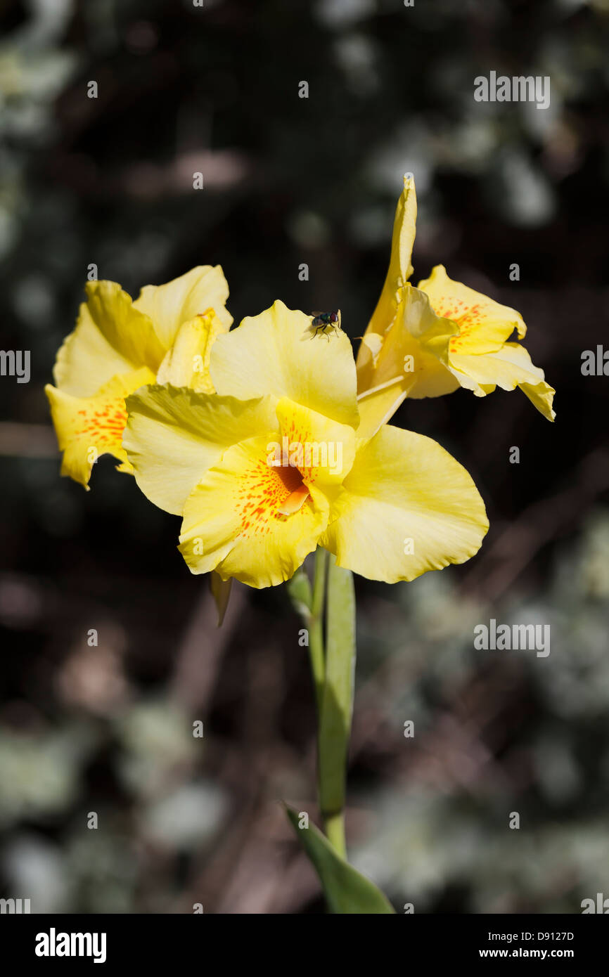 Yellow flowers close up hi-res stock photography and images - Alamy
