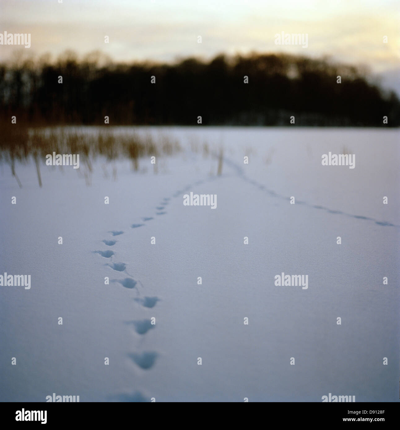 Animal field tracks hi-res stock photography and images - Alamy