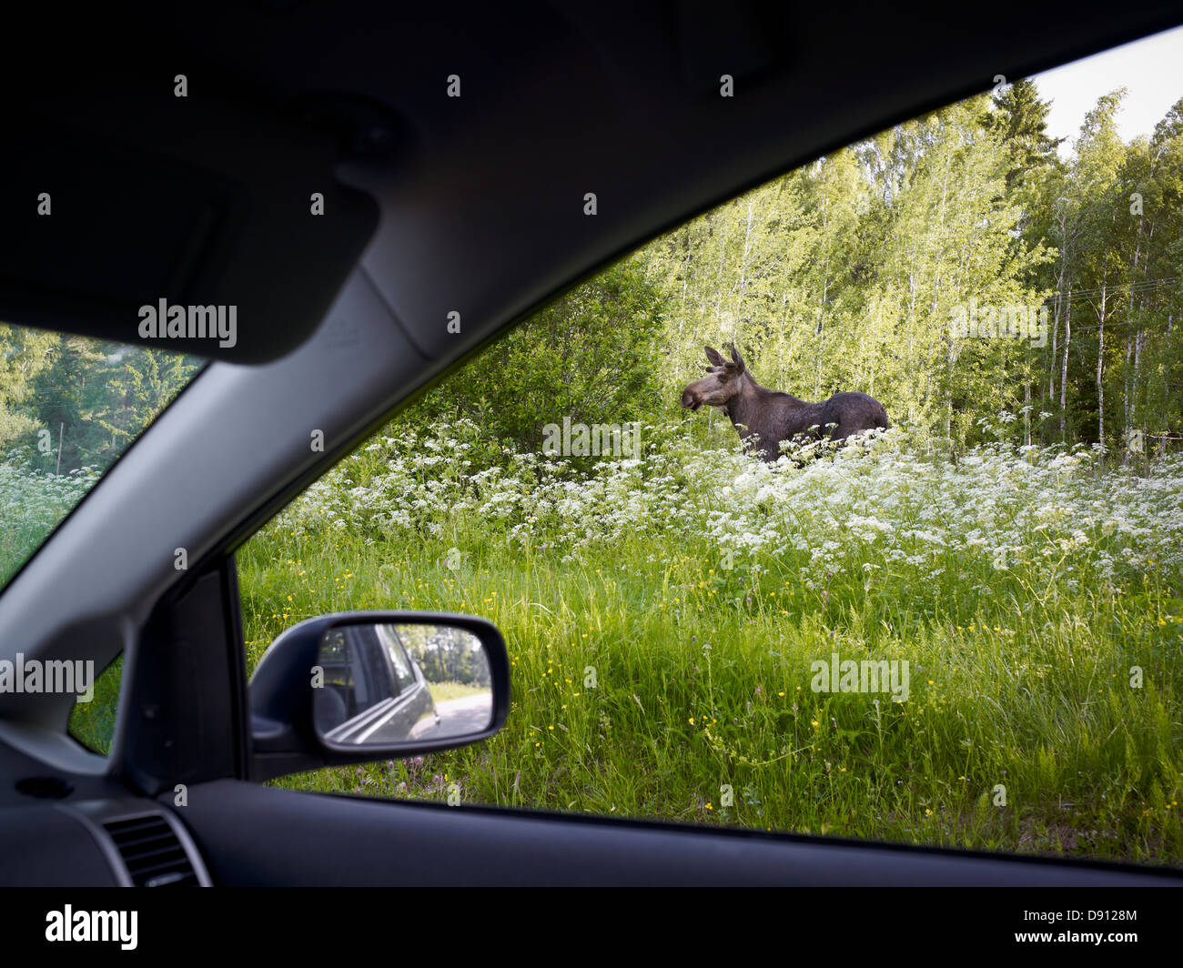 Elk seen from car Stock Photo - Alamy