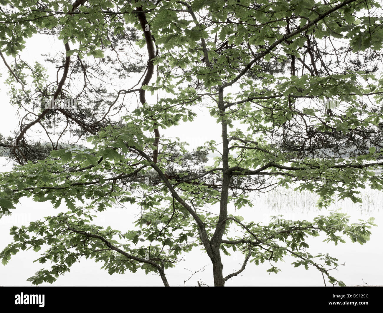 Rowan image hi-res stock photography and images - Alamy