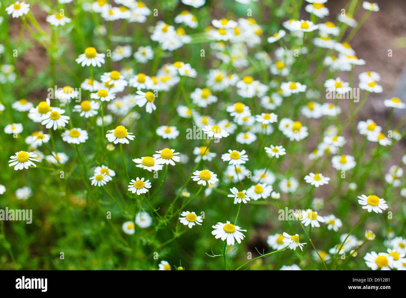 field of daisy Stock Photo - Alamy