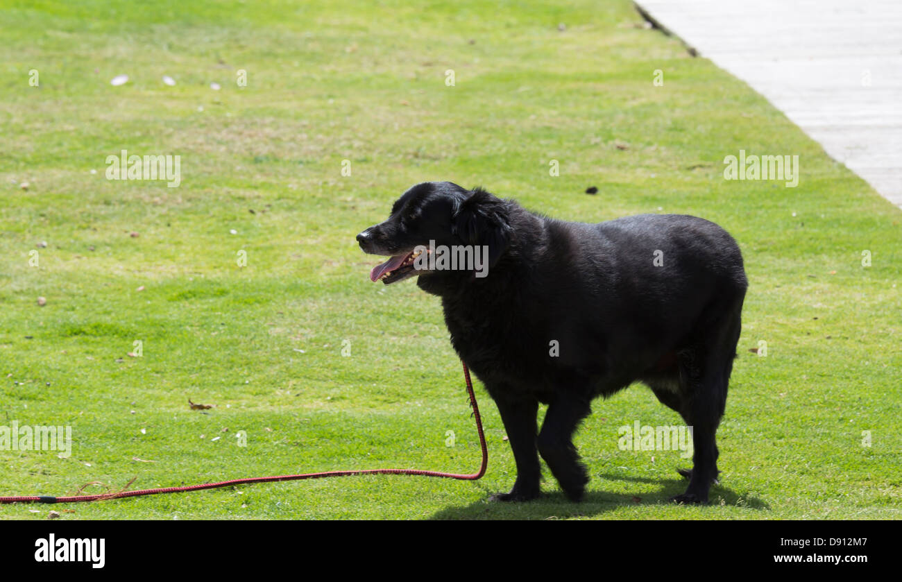 Black dog walking on grass hi-res stock photography and images - Alamy