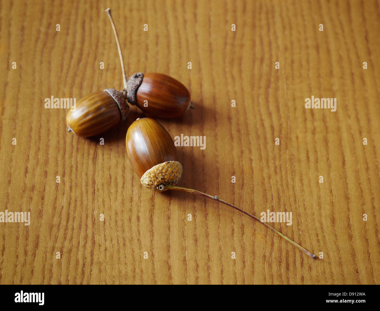 Acorn image hi-res stock photography and images - Alamy