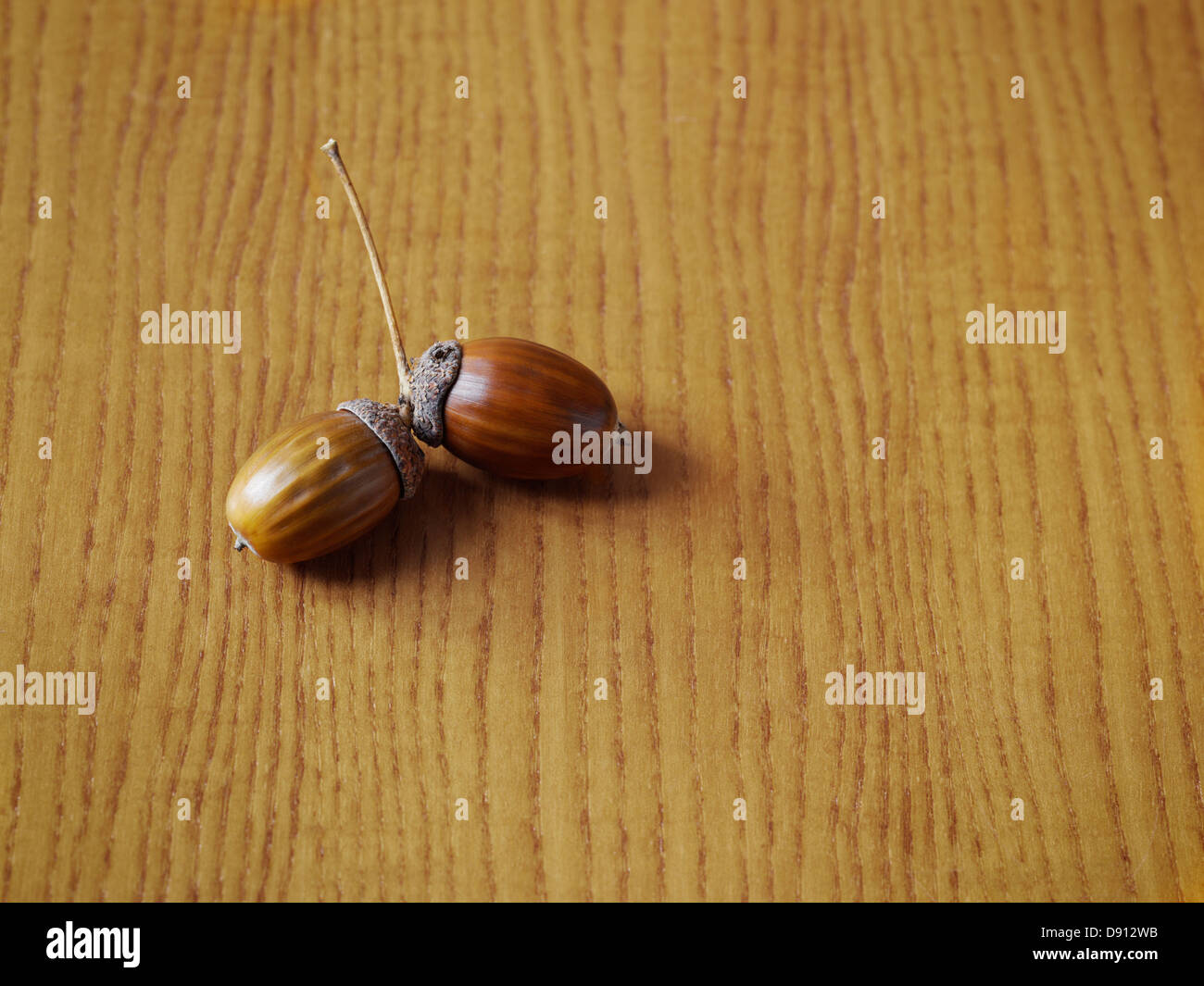 Acorn image hi-res stock photography and images - Alamy
