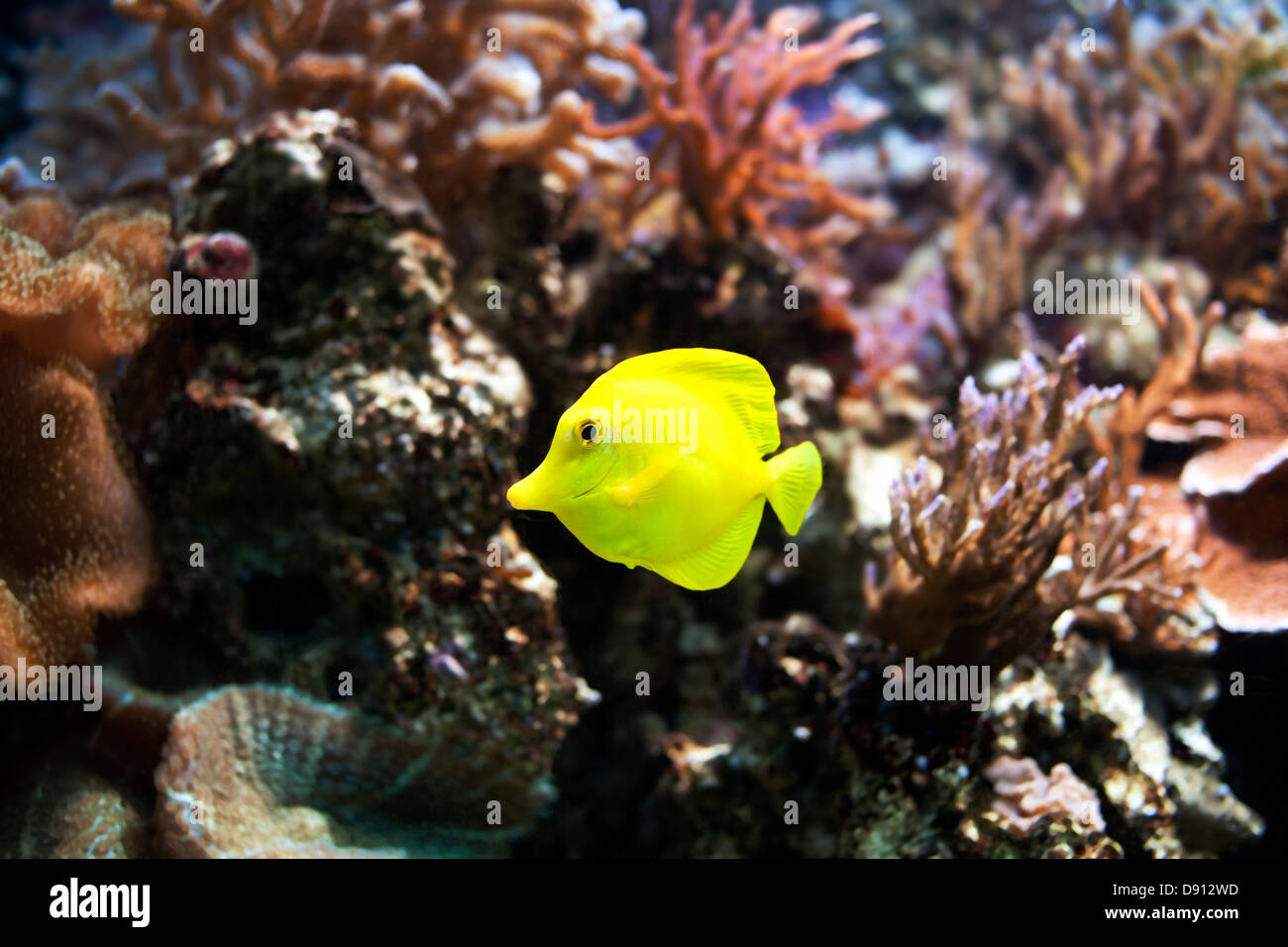 Tropical reef fish Stock Photo - Alamy