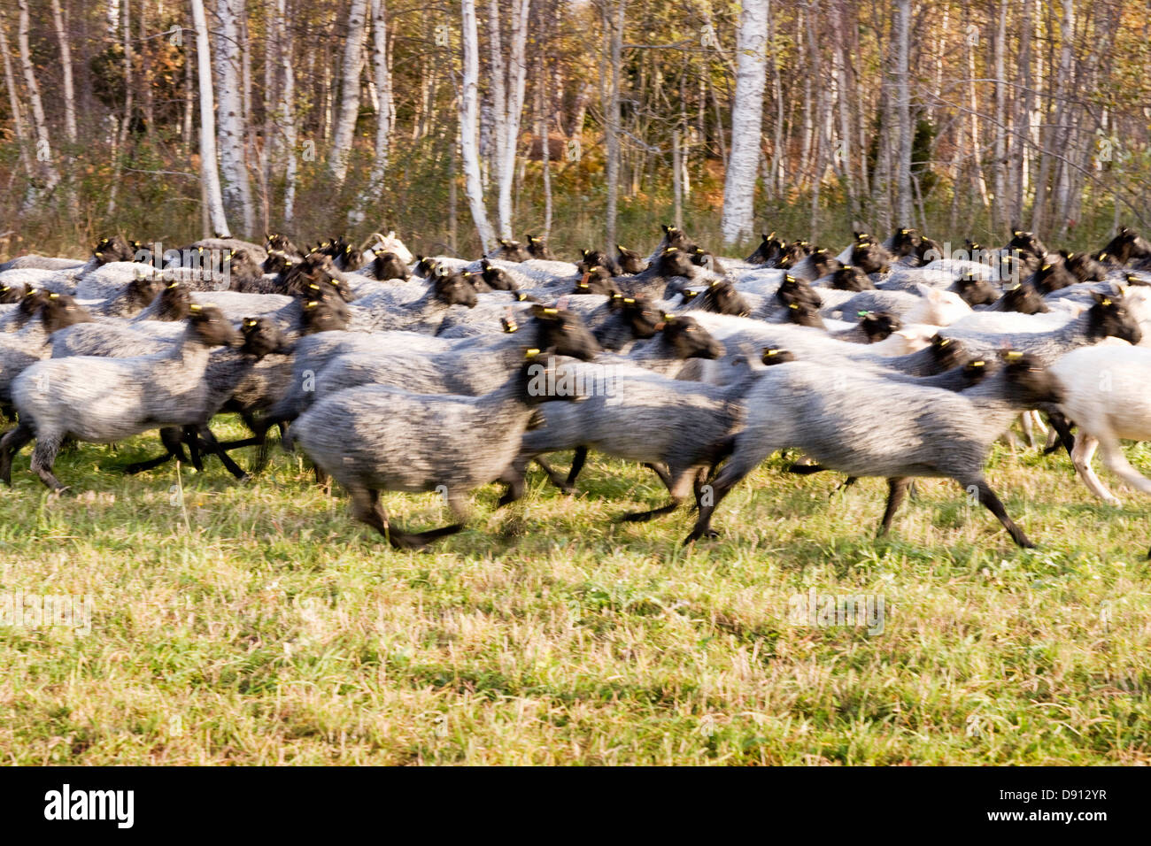 Herd of sheep running Stock Photo - Alamy