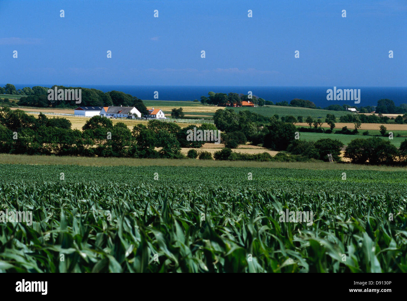 A field, Sweden Stock Photo - Alamy