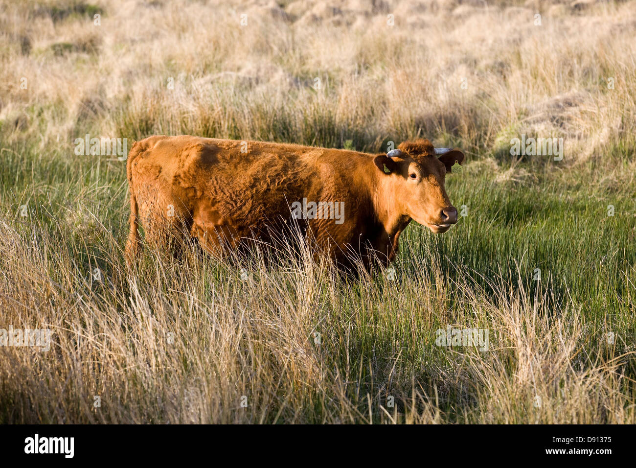 South devon cattle on dartmoor hi-res stock photography and images - Alamy