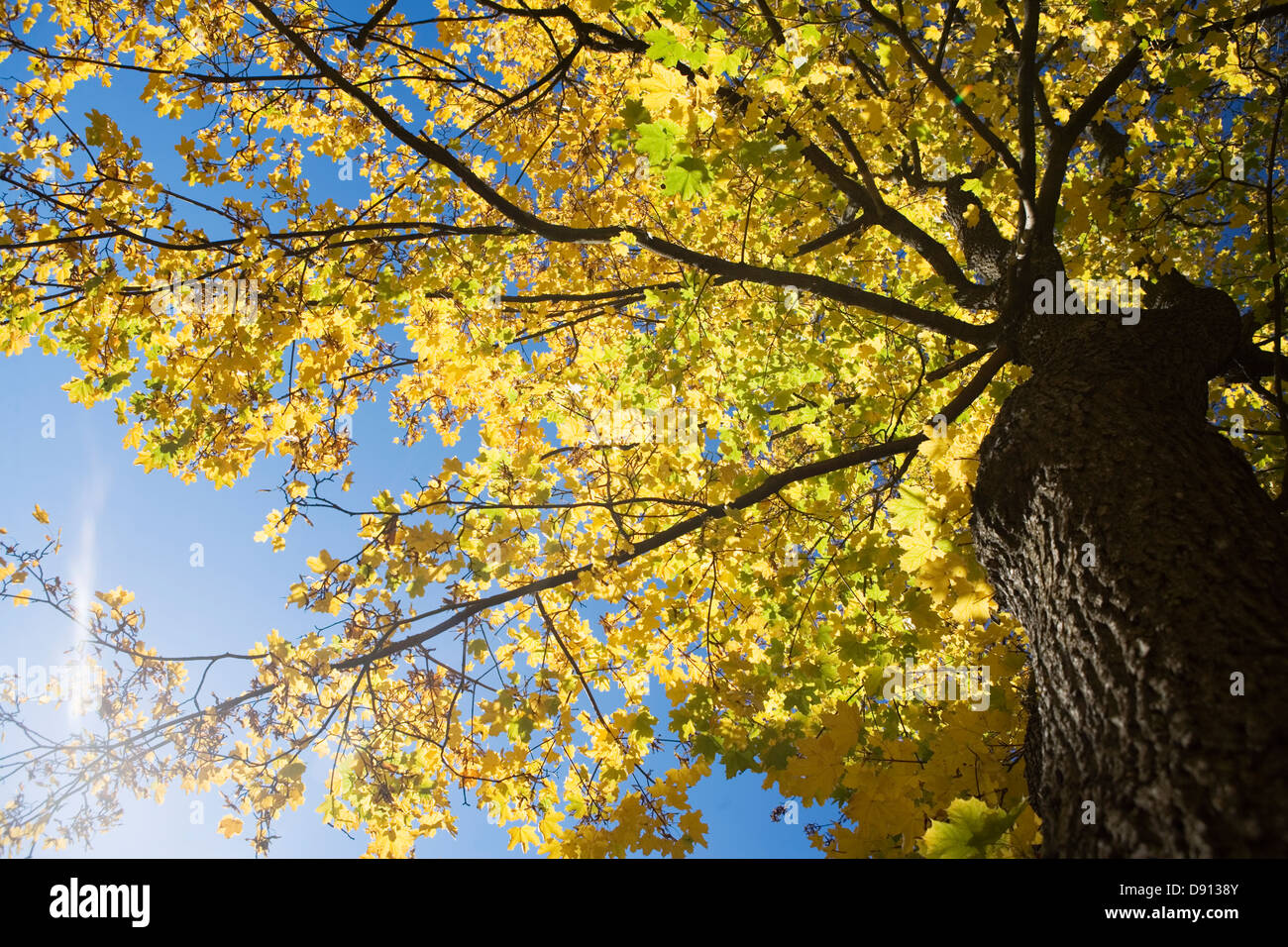 A tree in the autumn, Sweden Stock Photo - Alamy