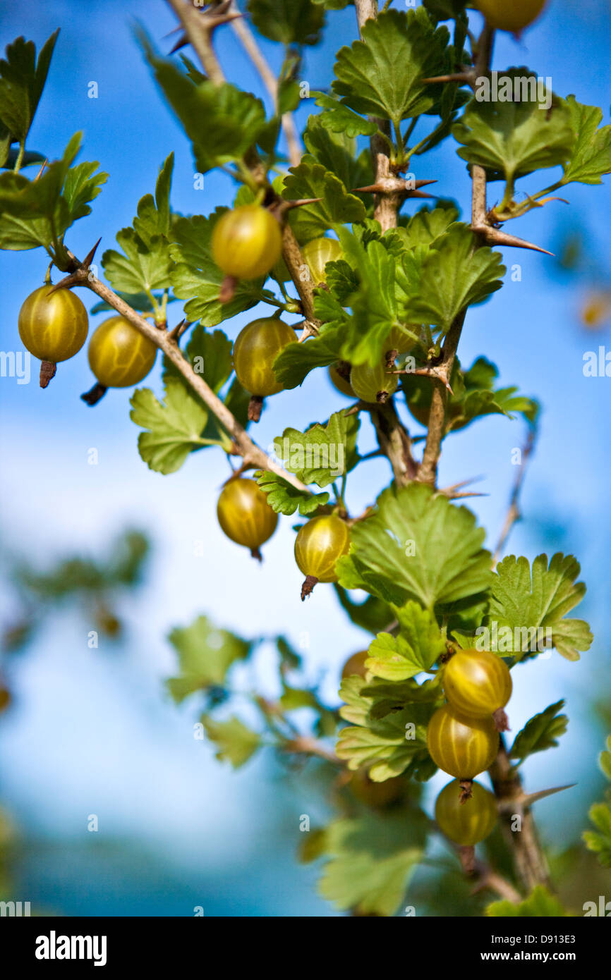 A gooseberry bush, Oland, Sweden Stock Photo - Alamy