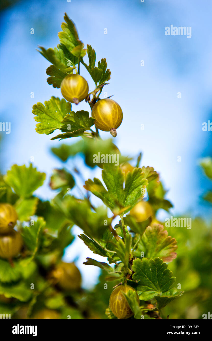 A gooseberry bush, Oland, Sweden Stock Photo - Alamy