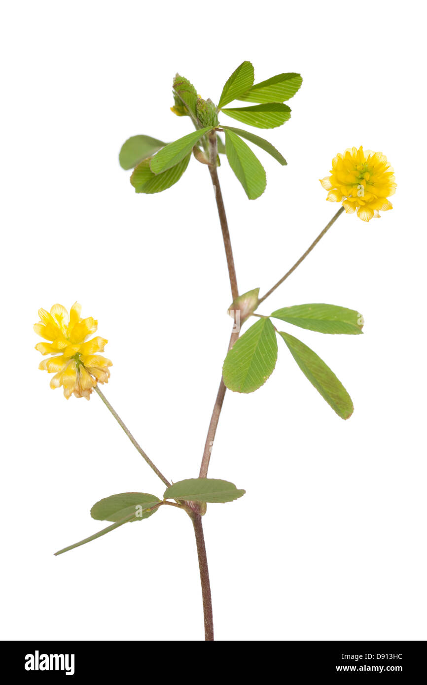 yellow little clover (Trifolium campestre Schreb) on white Stock Photo ...