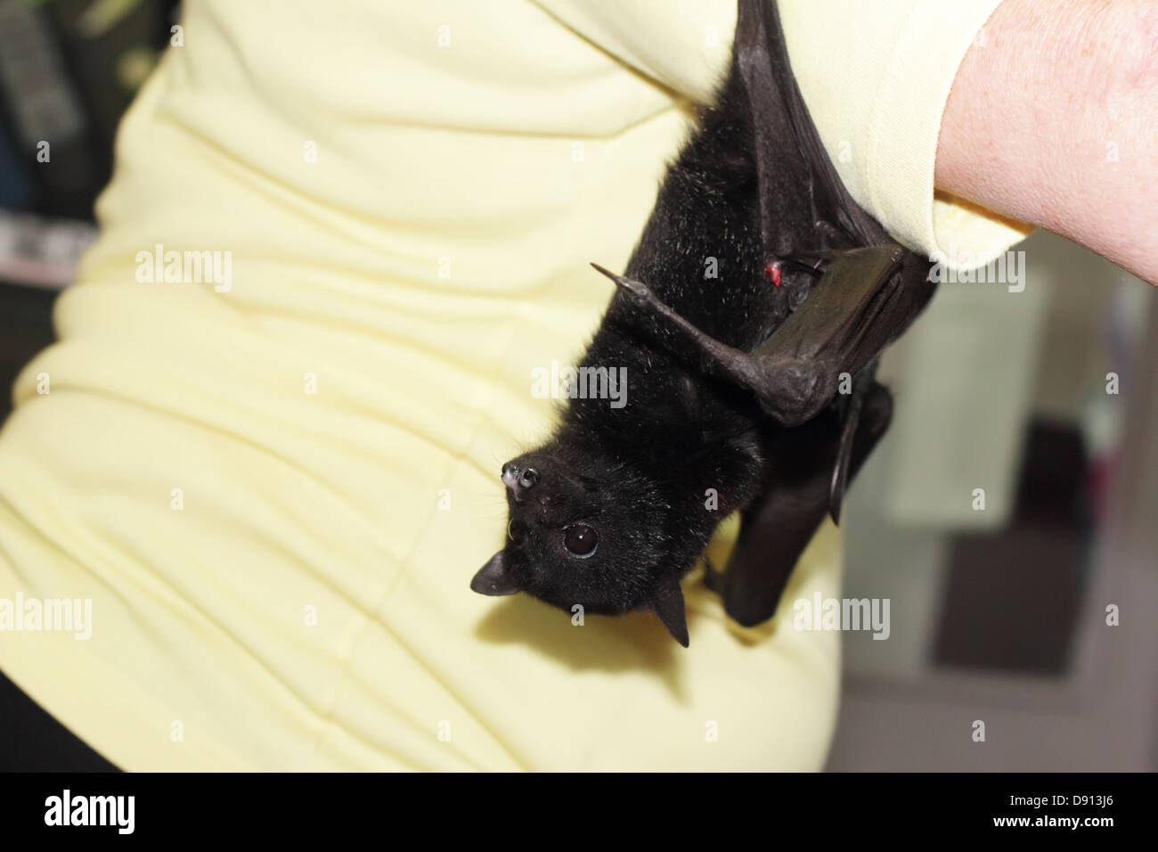 Injured Bat Hanging on Rescue Volunteer Stock Photo - Alamy