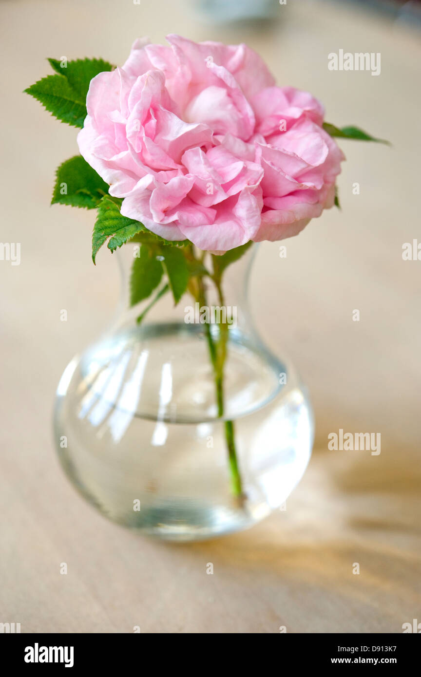 Pink rose in vase Stock Photo - Alamy