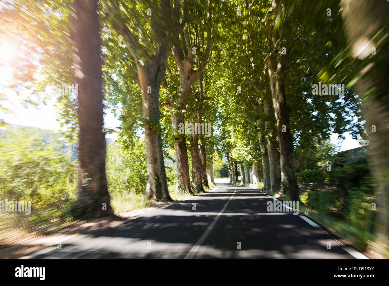 Tree lined road Stock Photo - Alamy