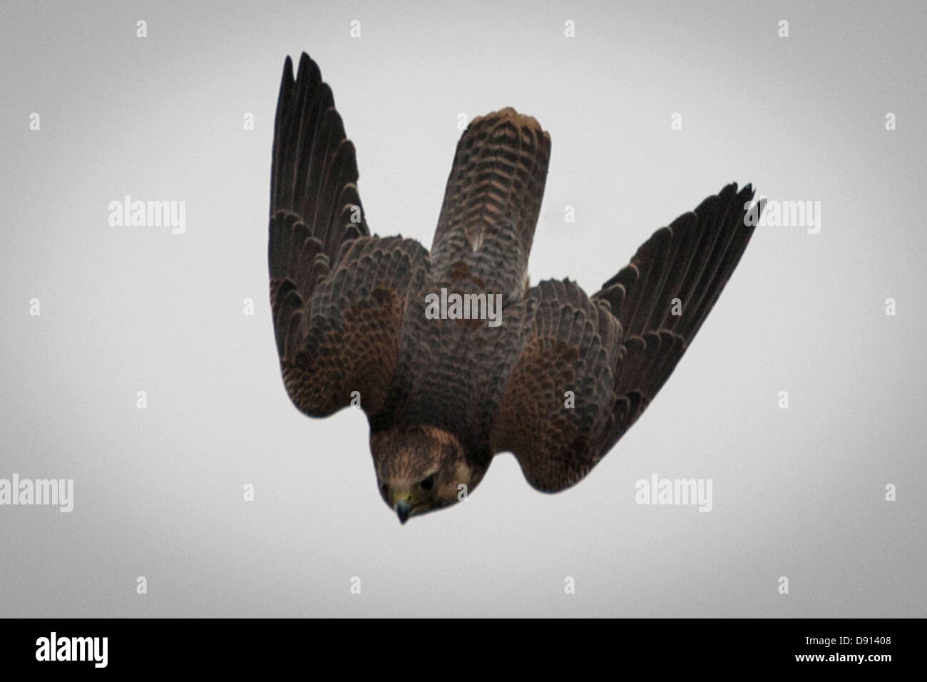 Diving Falcon High Resolution Stock Photography and Images - Alamy