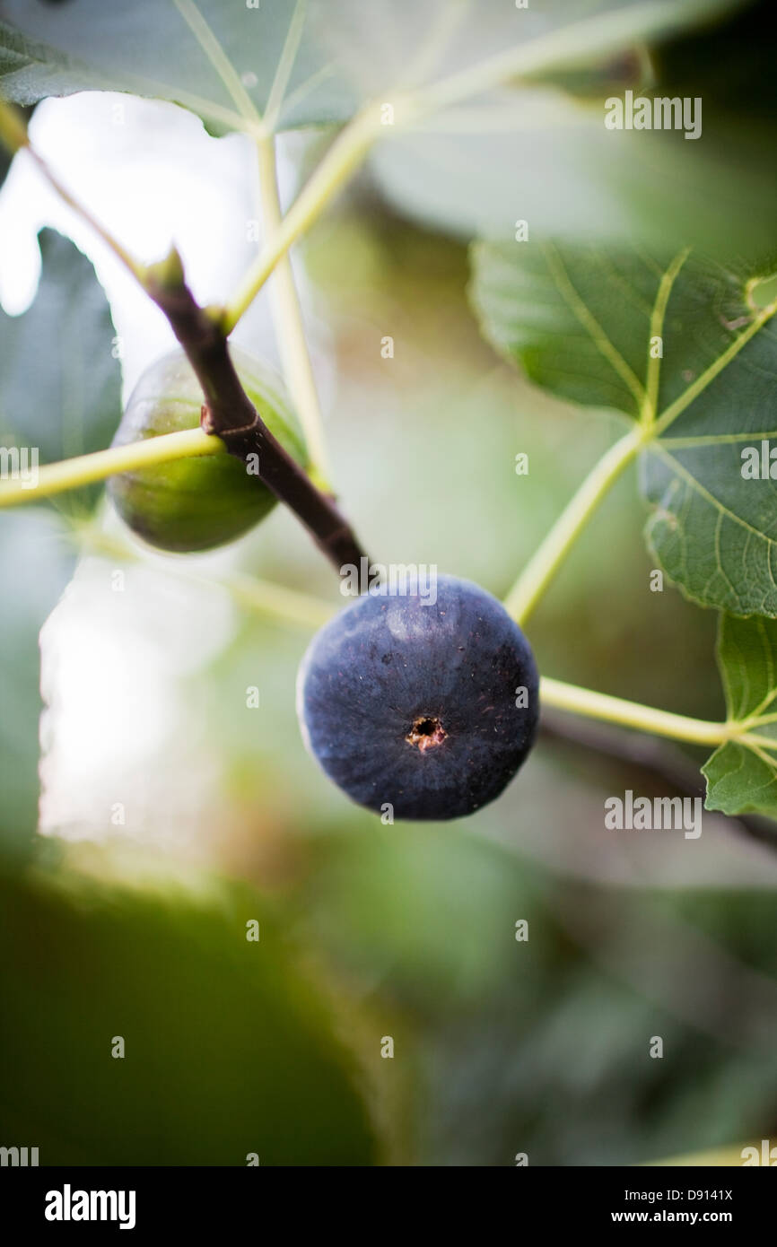 Fig on twig, close-up Stock Photo - Alamy