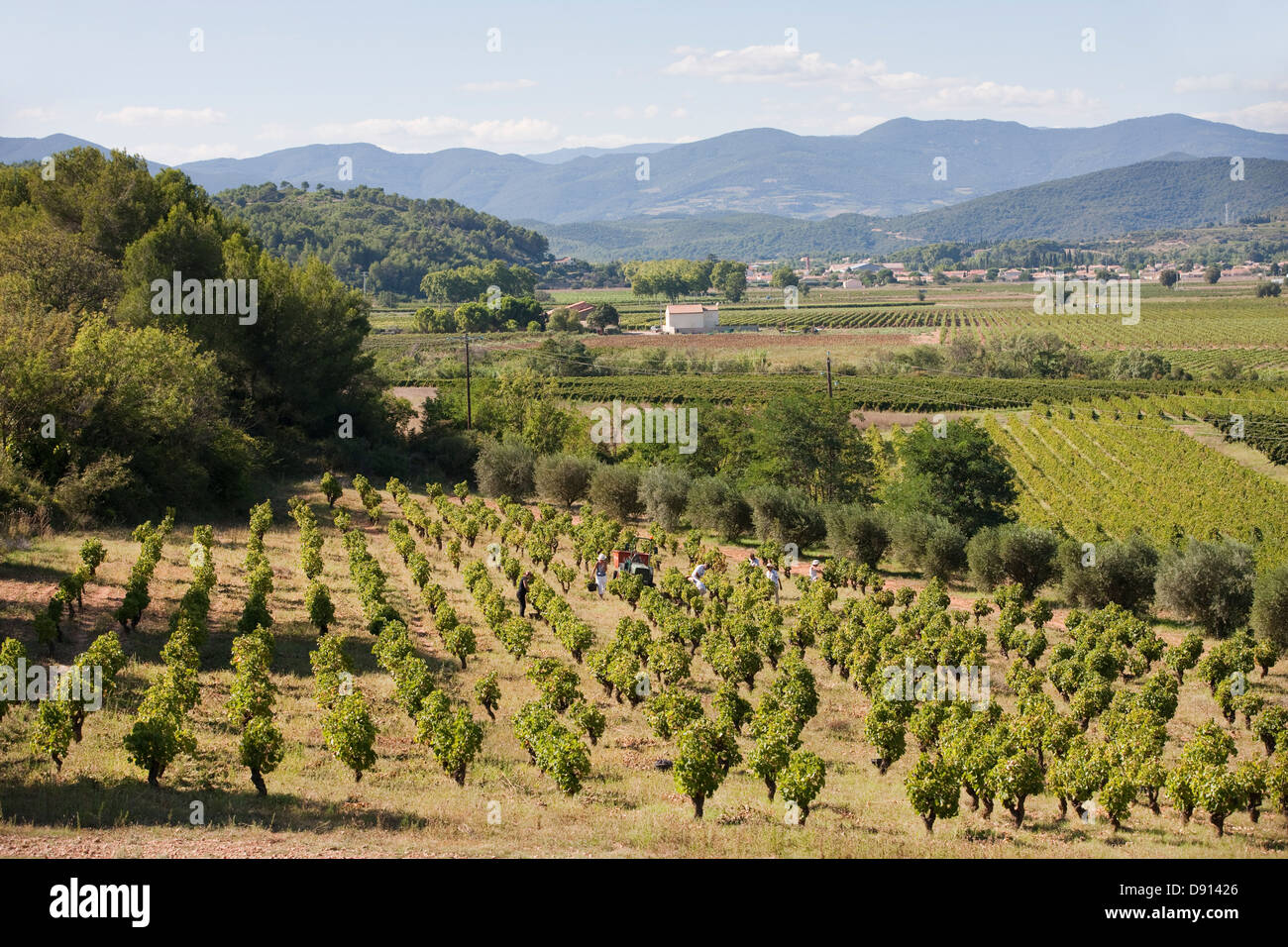 People working at vineyard Stock Photo - Alamy