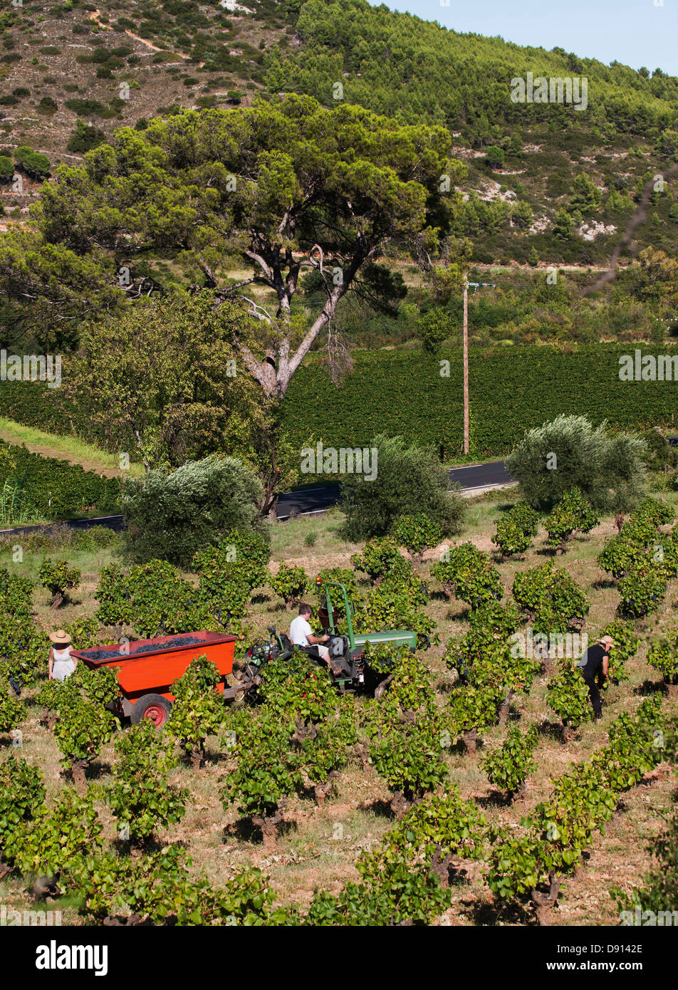 People working at vineyard Stock Photo - Alamy