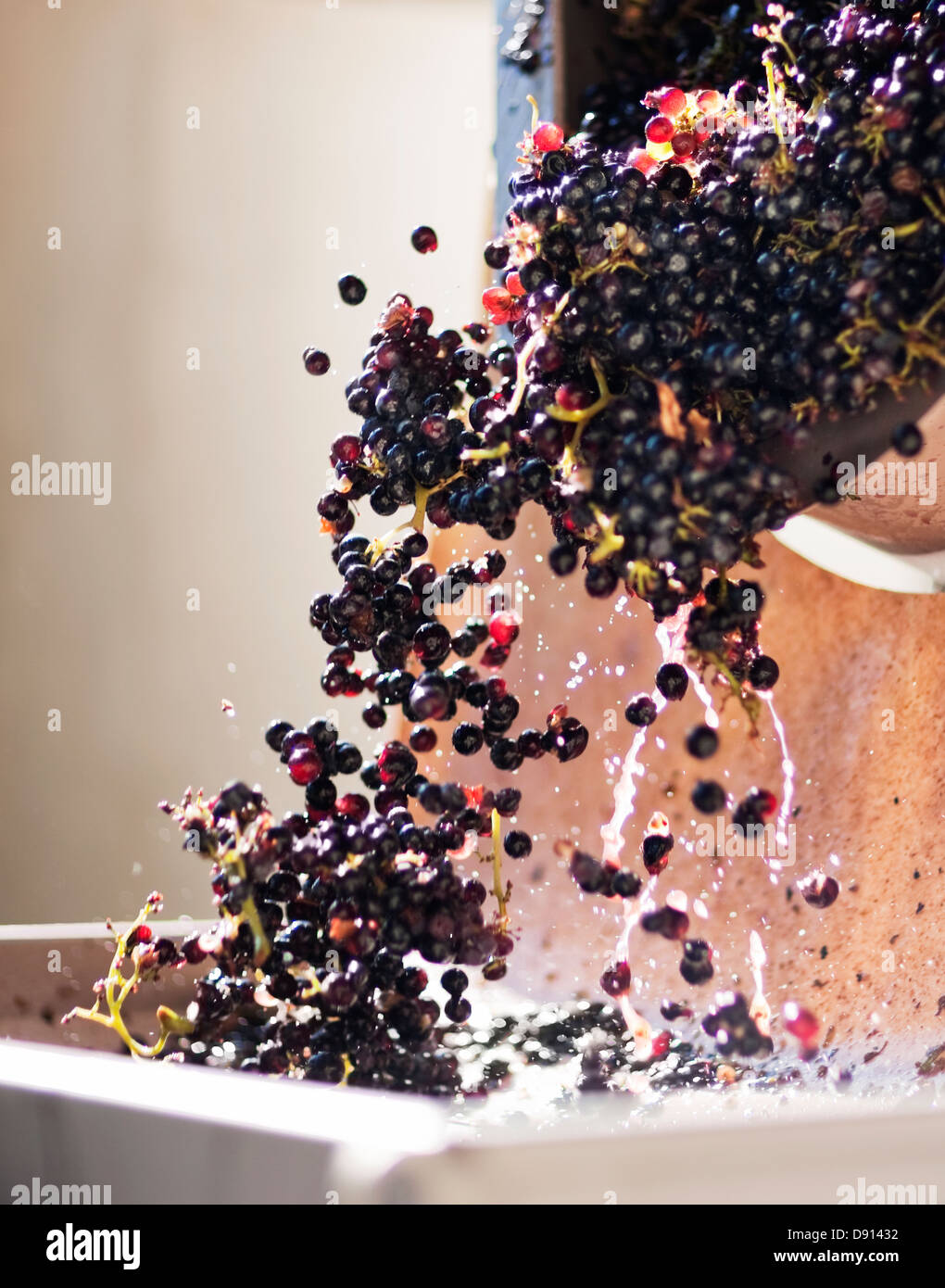 Wash grapes hi-res stock photography and images - Alamy