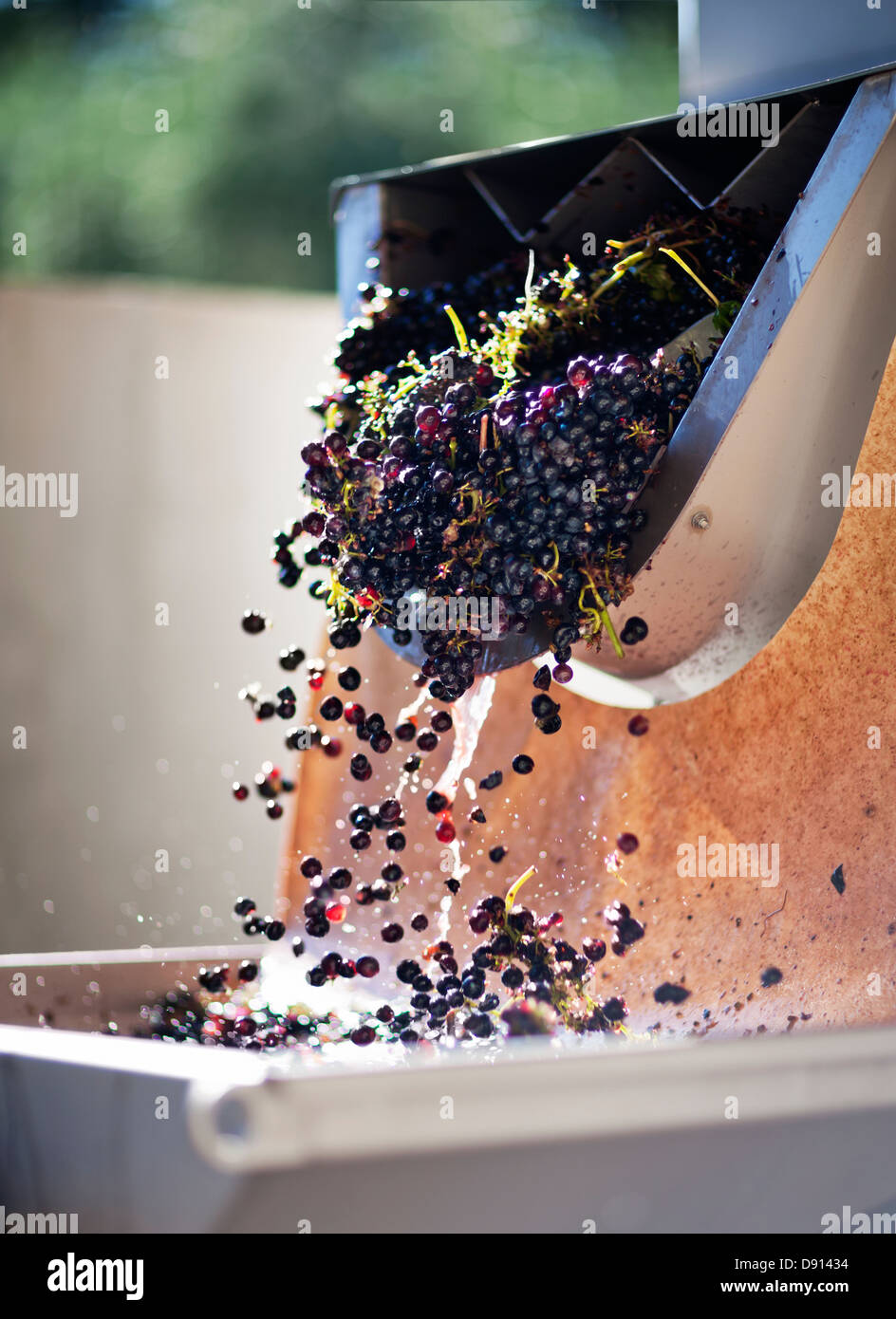 Wash grapes hi-res stock photography and images - Alamy