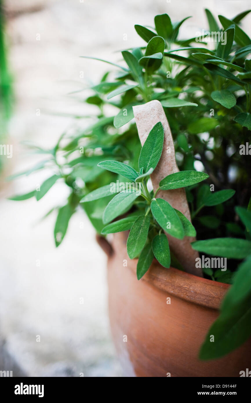 Sage herb pot hi-res stock photography and images - Alamy