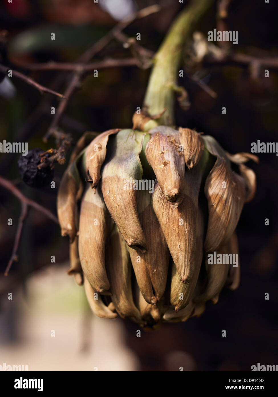 A faded plant, close-up Stock Photo - Alamy