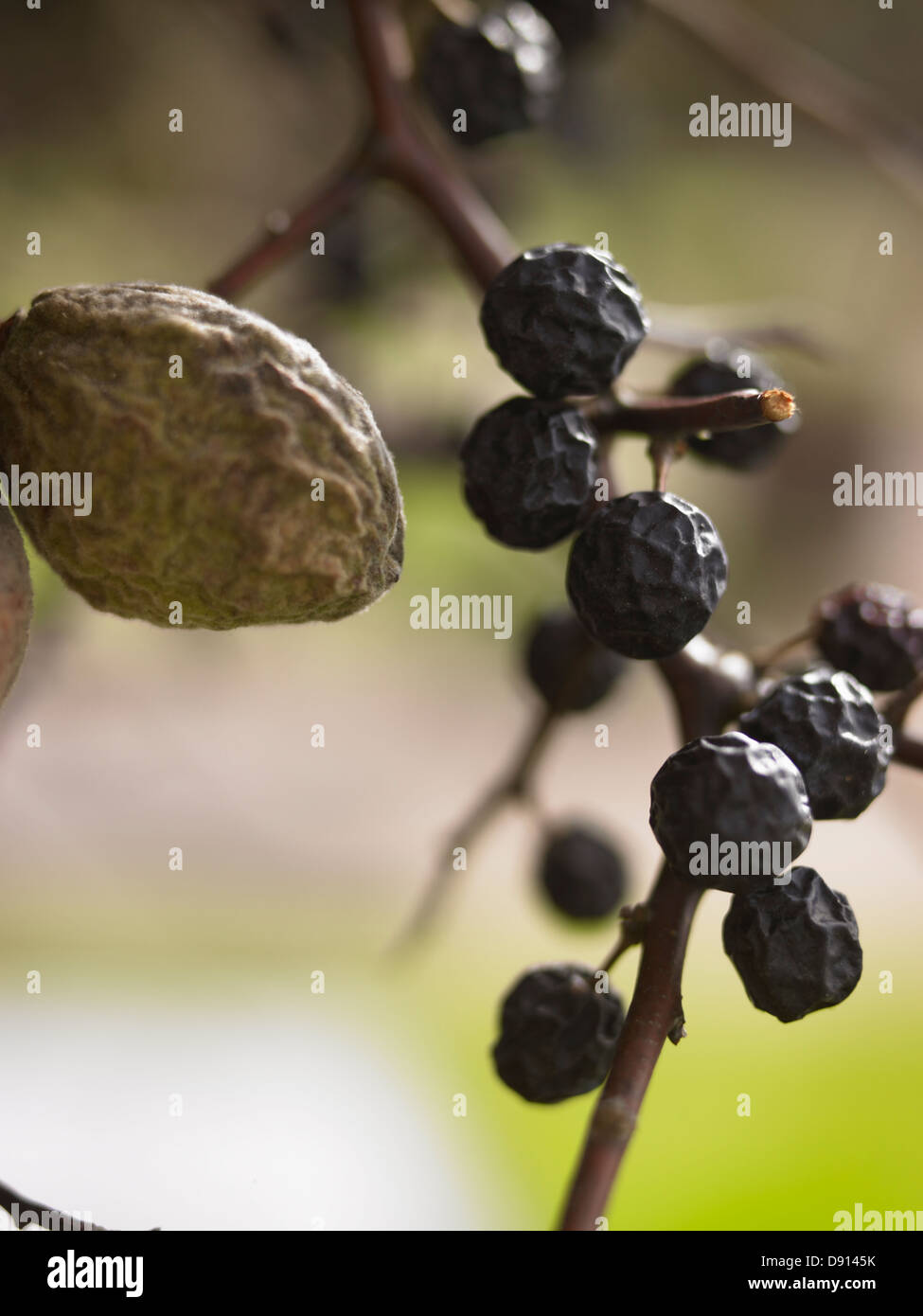 A faded plant, close-up Stock Photo - Alamy