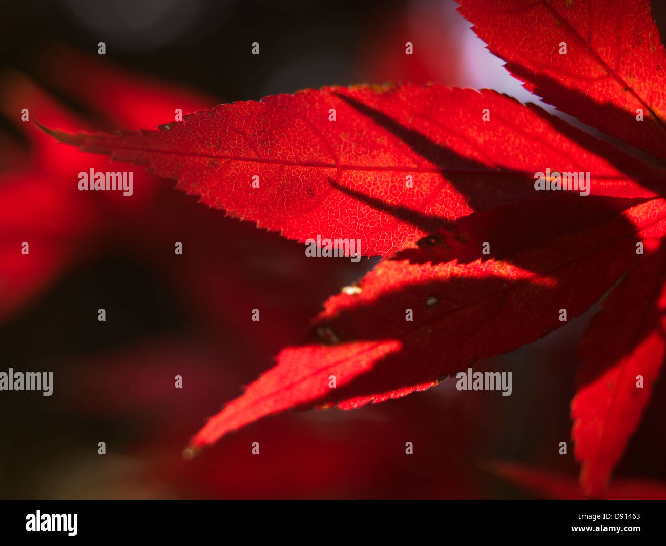Red leaves, close-up Stock Photo - Alamy