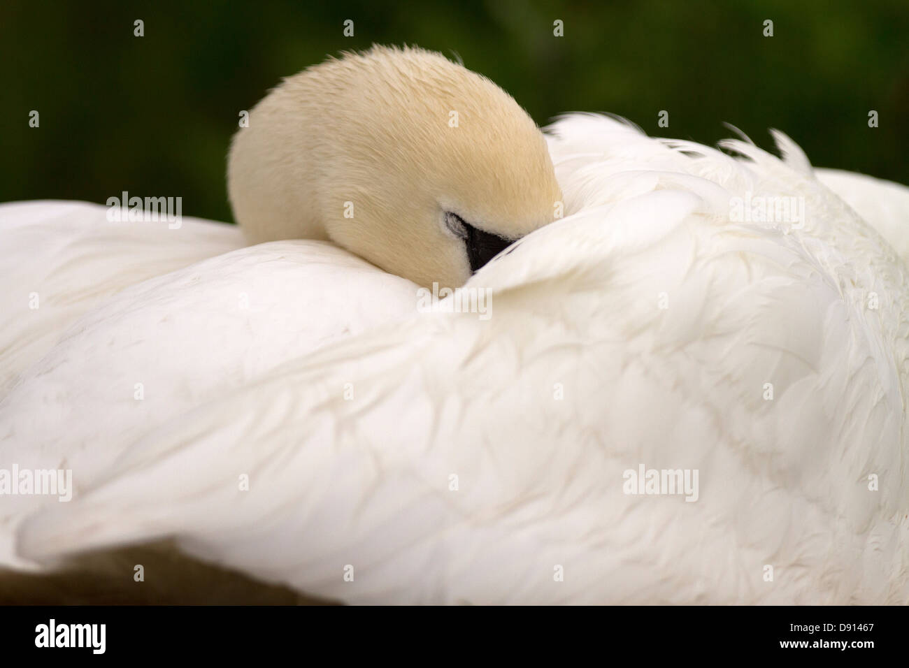 Female swan on nest hi-res stock photography and images - Alamy