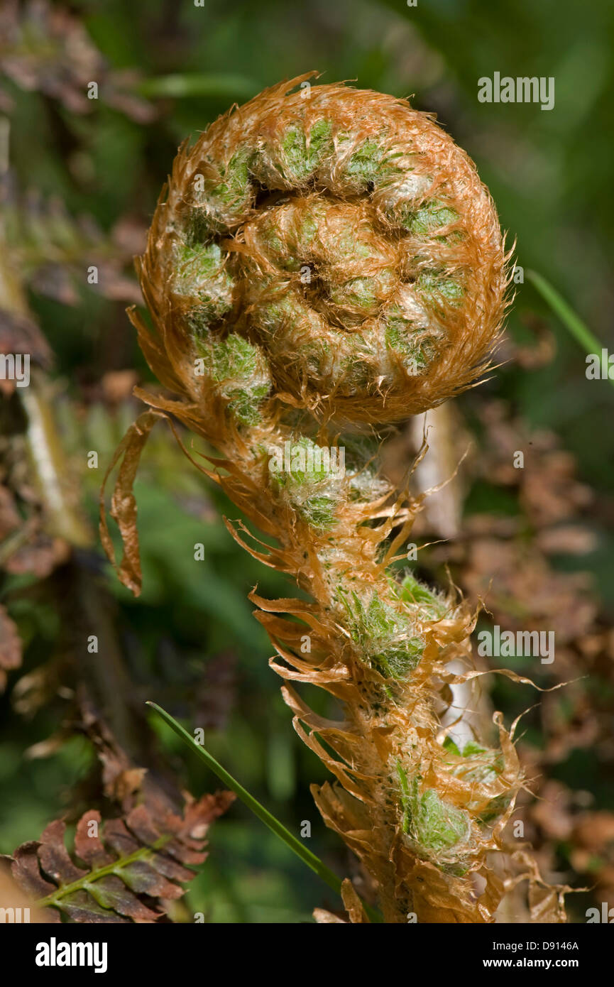 Frond on a male fern plant, Dryopteris filix-mas, unfurling in spring ...