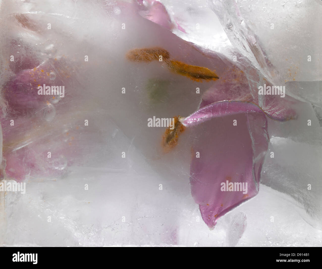 A frozen flower, close-up Stock Photo - Alamy